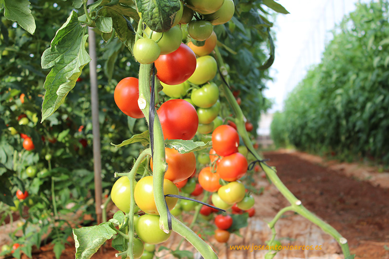 Tomates de padres a hijos. El nuevo Daniela de Hazera - agroautentico.com