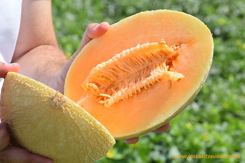 Los melones que comen en Portugal y Turquía. Branco y Kirkagaç ...