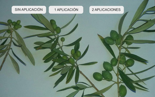 Trichodex mejora floración y cuajado con nuevos formulados ...