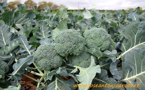 HM Clause entra en brócoli con Principe y Trajano - agroautentico.com