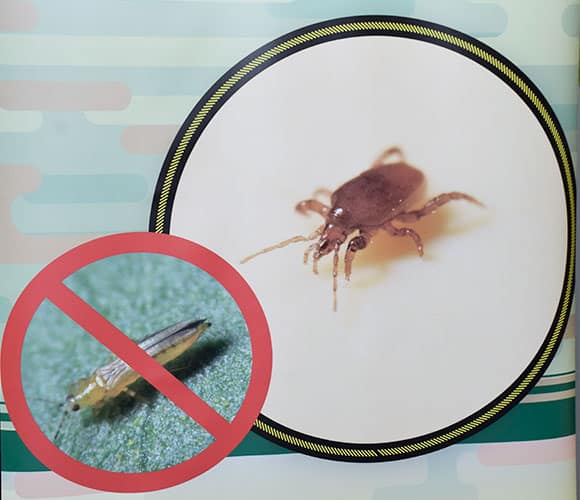El control biológico tiene un nuevo bicho para trips - agroautentico.com