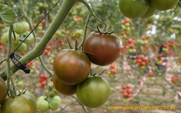Llega Tomatech, una empresa de mejoradores - agroautentico.com