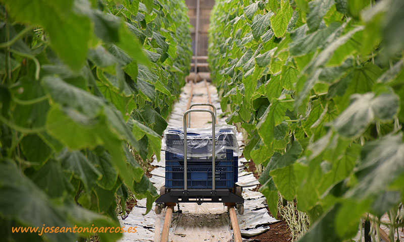 La Amazonia que se esconde bajo el ‘mar de plástico’ - agroautentico.com