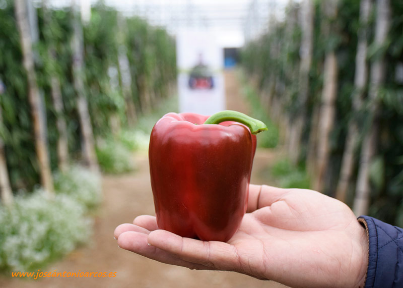 Llega el tomate Yoom - agroautentico.com