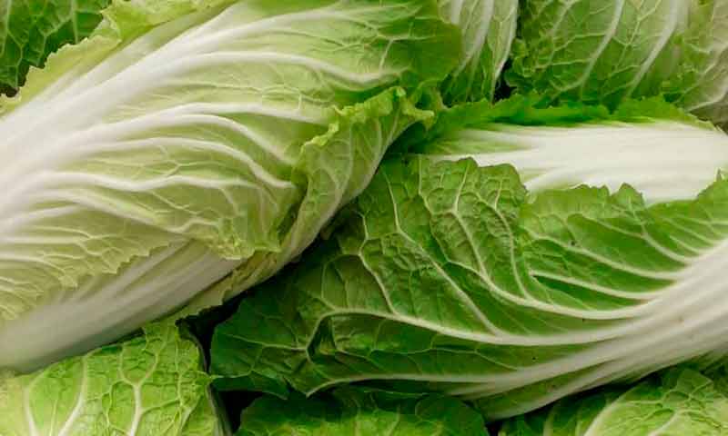 Campojoyma es líder mundial de col china eco con 5 millones de piezas ...