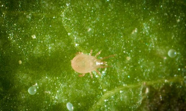 Bioline Iberia lanza su nuevo swirskii - agroautentico.com