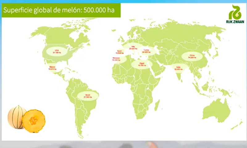 Rijk Zwaan en el mundo del melón y la sandía - agroautentico.com