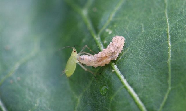 Biobest lanza Eupeodes-System, nuevo sírfido para control de pulgón ...