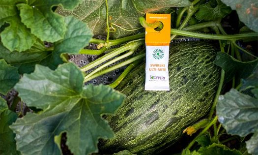 Control biológico en primavera para romper el ciclo de vida de las plagas - agroautentico.com