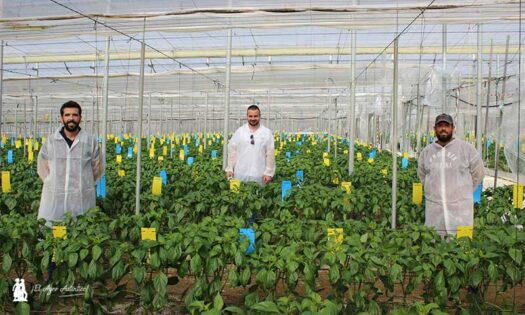 Sur Seeds saca pecho de sus semillas producidas en Almería ...