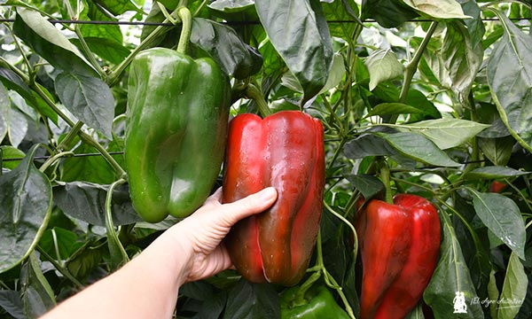 Lamuyo Quijano en la finca de los ‘checas’ en El Ejido | agroautentico.com