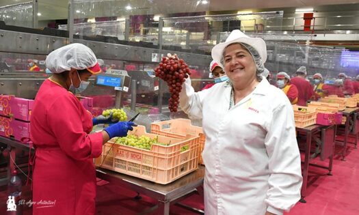 Murcia presume de uva con empresas como Moyca Grapes