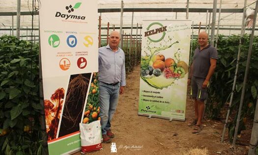 Pimiento extratemprano en Berja en ecológico y con Daymsa