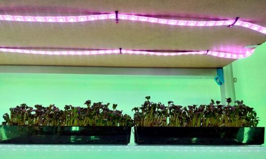 Los robot llegan a la agricultura con Seeds for Innovation