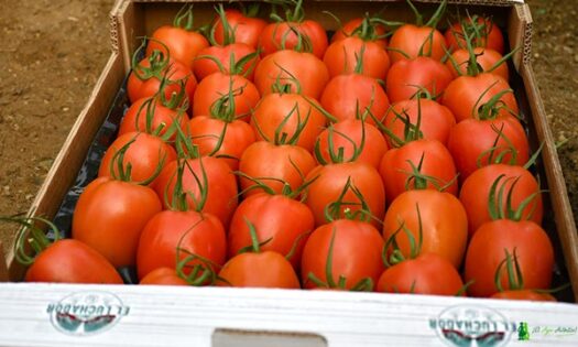 Magneto es el nuevo tomate pera de calibre grande de Semillas Fitó