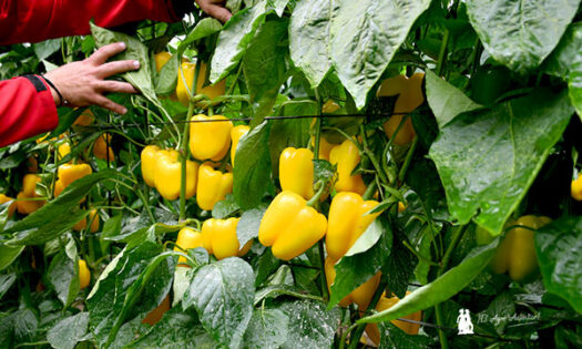 Pimiento Salonikas estrena el catálogo de amarillo de Nunhems ...
