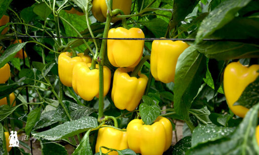 Pimiento Salonikas estrena el catálogo de amarillo de Nunhems ...