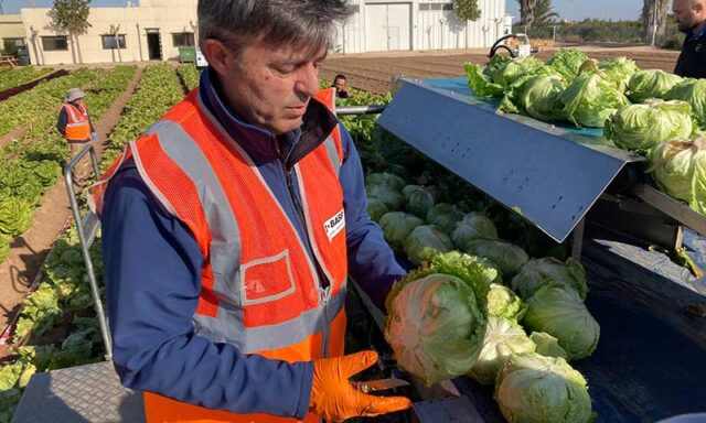 BASF recolecta con éxito lechuga iceberg de forma mecanizada