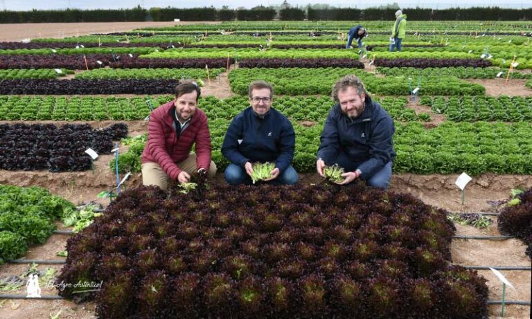 Rijk Zwaan predice el futuro: altas densidades y lechuga teenleaf