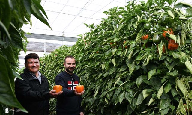 Los primeros naranjas resistentes a oídio de Sur Seeds