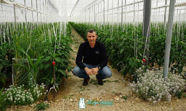 Banker plant para control de micropulgón y macrosiphum con Biosur