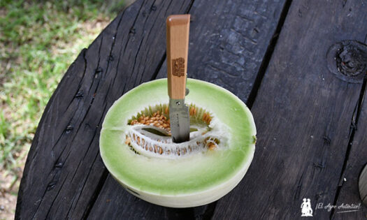 Waikiki y Little Planet son las marcas de melón de Semillas Fitó - agroautentico.com