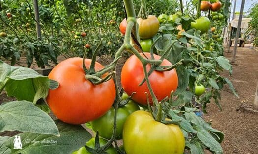 El tomate Faladi cubre el segmento de los grandes calibres en rojo y en ...