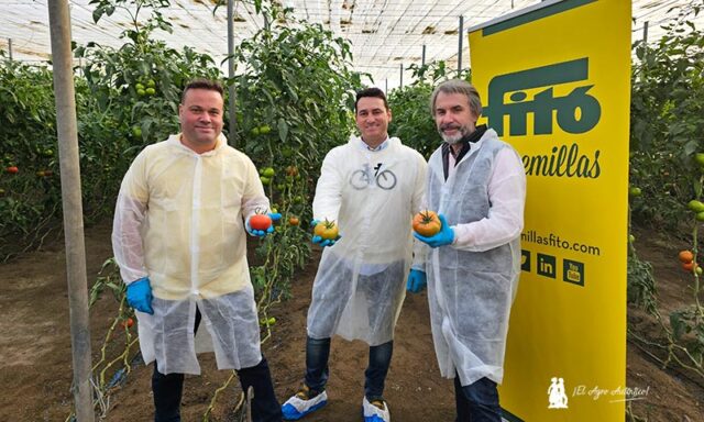 El tomate Faladi cubre el segmento de los grandes calibres en rojo y en ...