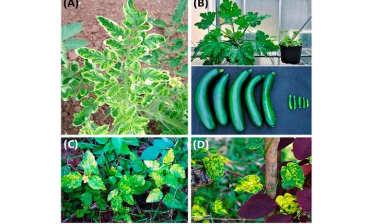 Una nueva publicación desvela los secretos del éxito de los begomovirus ...