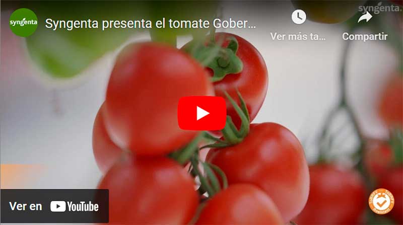 Syngenta presenta el tomate Gobernador resistente a rugoso. El legado ...