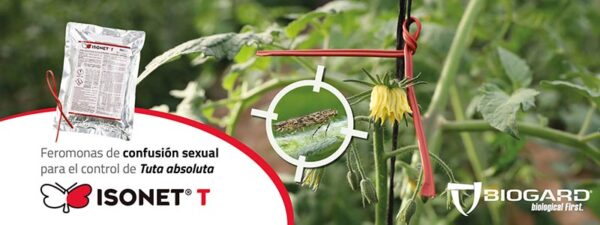 Isonet T, confusión sexual para controlar Tuta absoluta con Biogard - agroautentico.com
