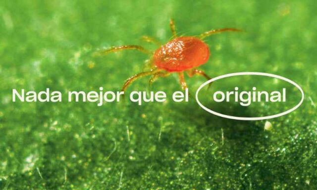 Koppert inicia el año con dos nuevos formatos para control de araña ...