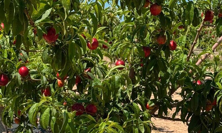 Toñifruit crece en fruta de hueso ecológica tras el acuerdo con Bio ...